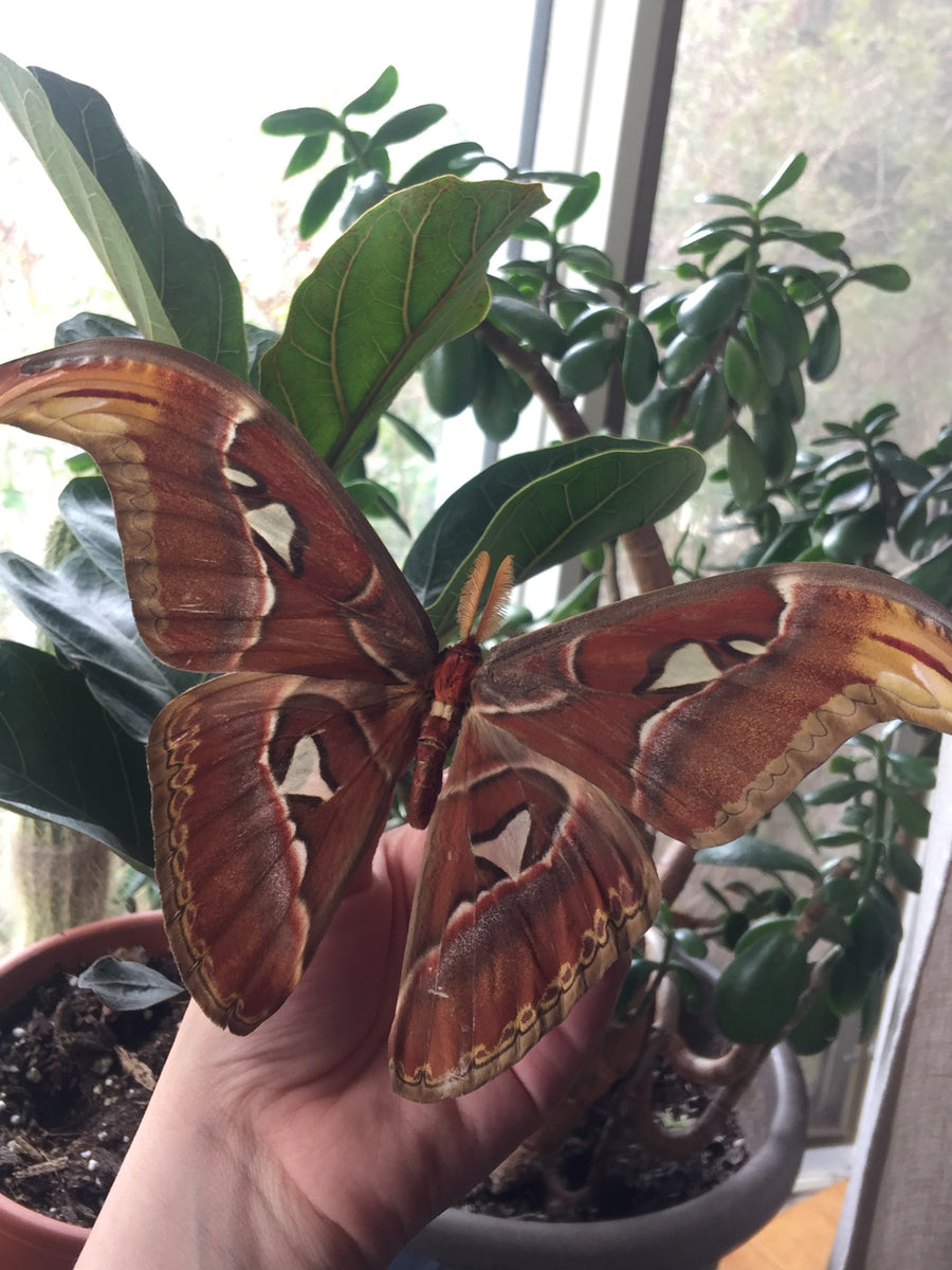 Hannah Breen The Atlas Moth The Atlas Moth (Attacus atlas) is one of ...